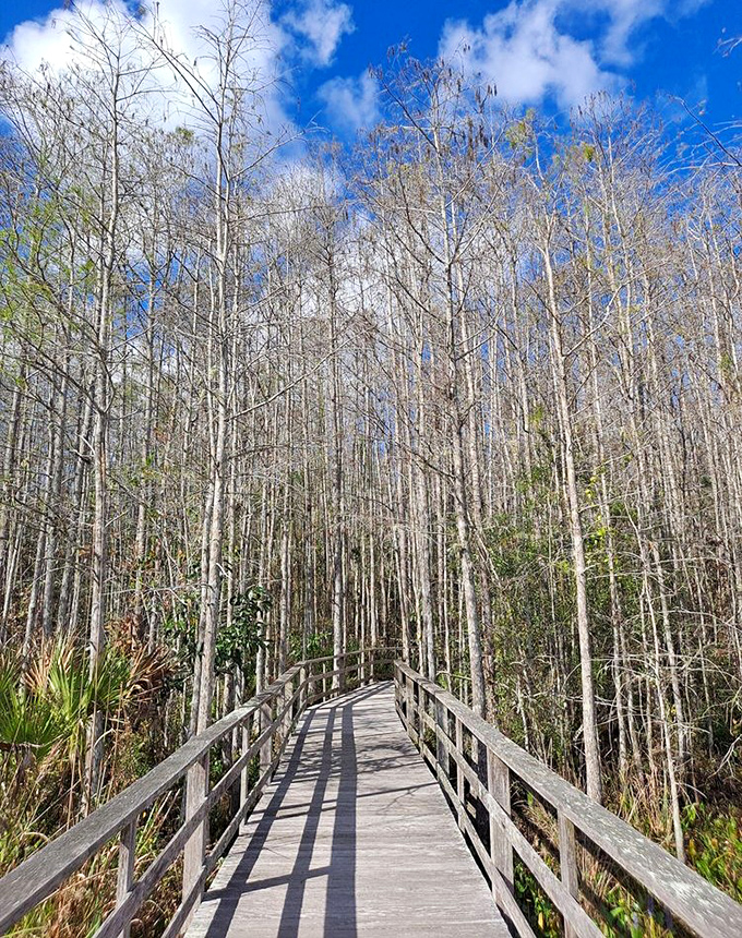 Towering cypress trees create nature's cathedral, their slender trunks stretching skyward like pillars supporting heaven's own roof.