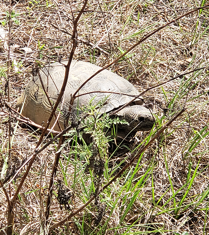 Meet the original Florida resident &ndash; the gopher tortoise moves with the urgency of someone who knows they've got a 50-year lease on life.