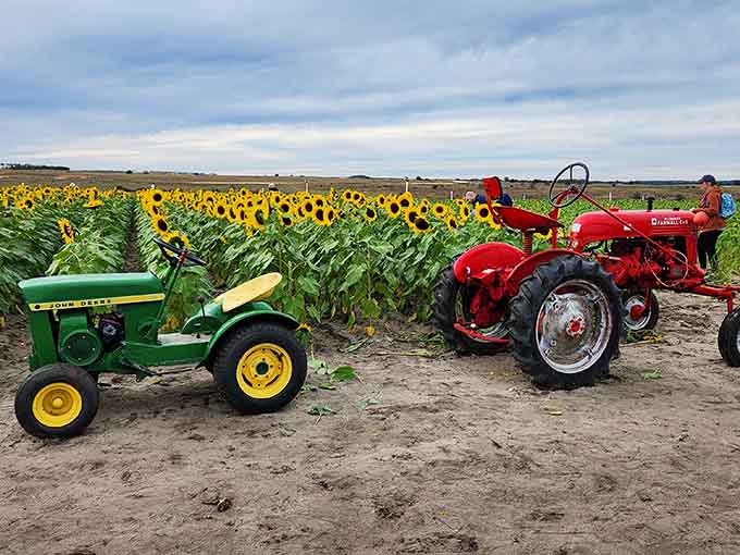 Vintage tractors stand ready like agricultural superheroes, reminding visitors that farming has always been cooler than office work ever dreamed of being.