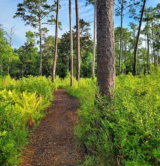 This fern-flanked trail whispers promises of adventure without the threat of blisters &ndash; Florida hiking at its most civilized.