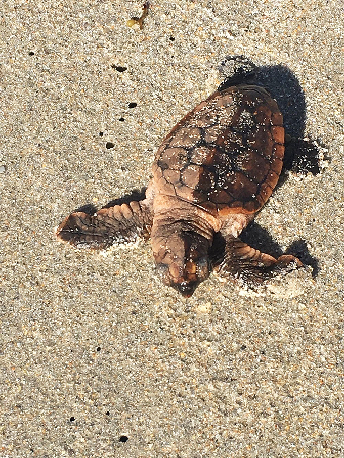 A baby sea turtle makes its determined journey across the sand, a tiny prehistoric marvel that reminds us why conservation matters in this delicate ecosystem.