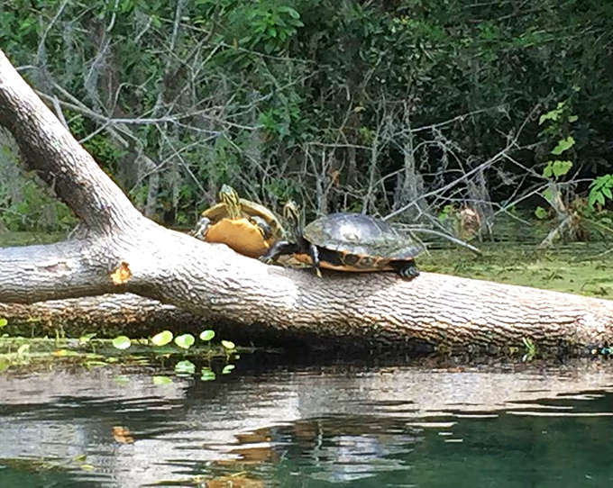 Turtle roommates who never ask to borrow money &ndash; just sunbathing space on the prime lakefront real estate.