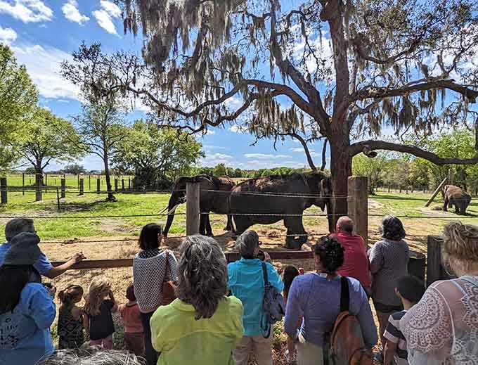 Visitors gather to watch these gentle giants during feeding time, when trunks become precision instruments delicately plucking treats from outstretched hands with surprising grace.
