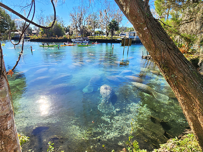 West Indian manatees gather in these warm springs like retirees at a Florida buffet &ndash; slowly, purposefully, and in impressive numbers.