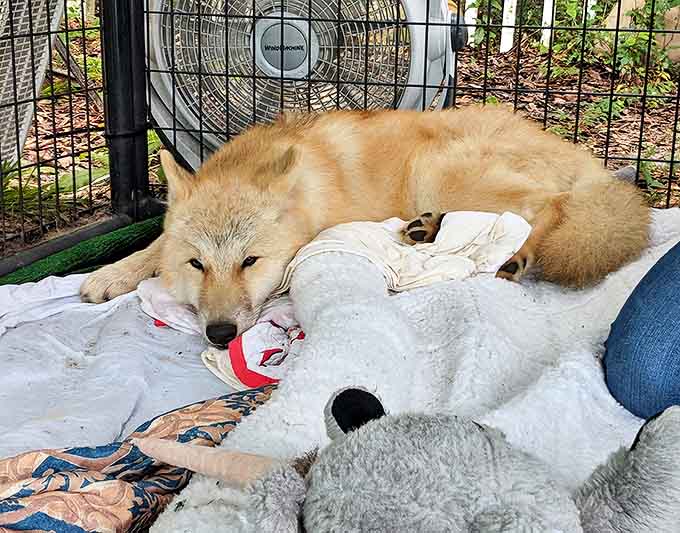 This Arctic fox's snow-white coat and mischievous expression could melt even the coldest heart. Small package, big personality!