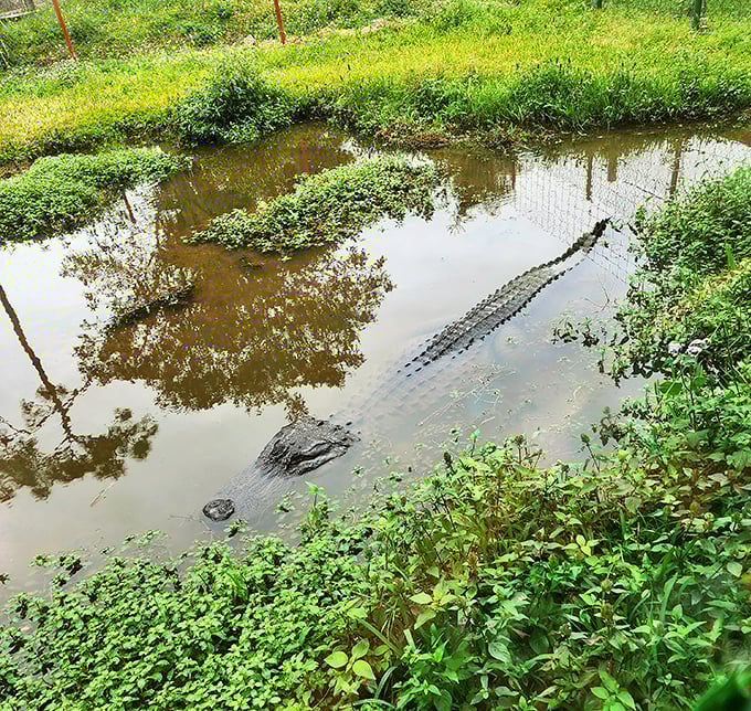 "Just checking if you brought lunch." A prehistoric resident demonstrates the perfect Florida stillness that's both terrifying and fascinating.