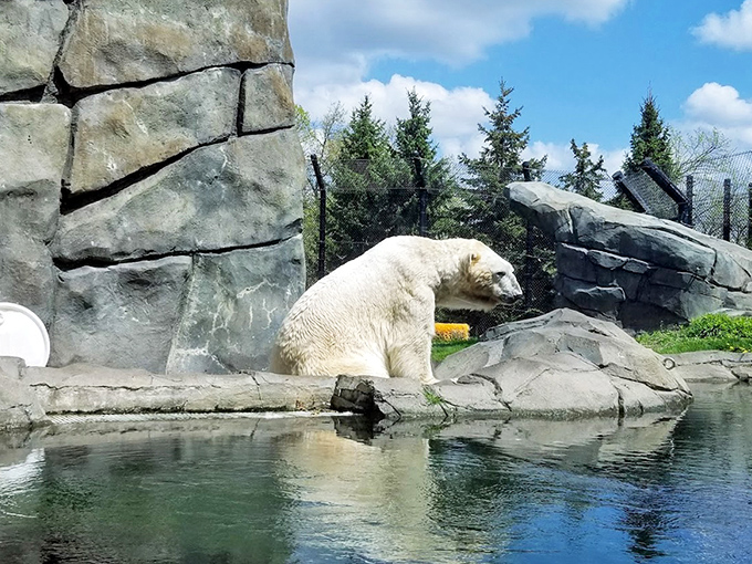 This polar bear demonstrates the perfect lounging technique, mastering the art of looking majestic while doing absolutely nothing.