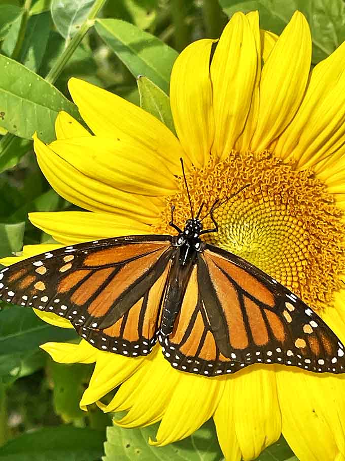 A monarch butterfly takes a lunch break on its favorite yellow landing pad, reminding us that the best restaurants don't always have walls or menus.