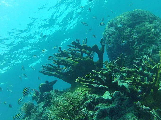 Coral reefs create underwater cities where fish conduct their daily business, oblivious to the wide-eyed humans floating above.