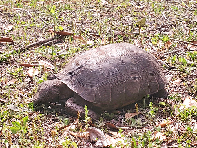 This gopher tortoise carries its home wherever it goes, a living link to Florida's ancient past.