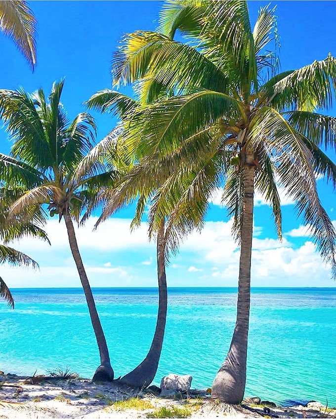 Palm trees lean toward crystal waters as if admiring their own reflection, creating the quintessential tropical postcard scene.