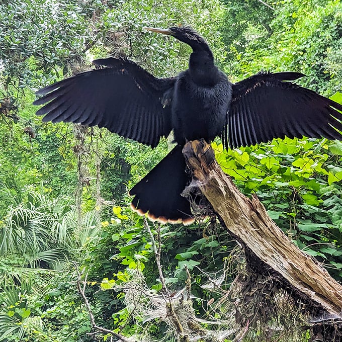 The welcoming committee: This anhinga strikes a pose worthy of a Florida tourism brochure, wings spread in dramatic fashion.
