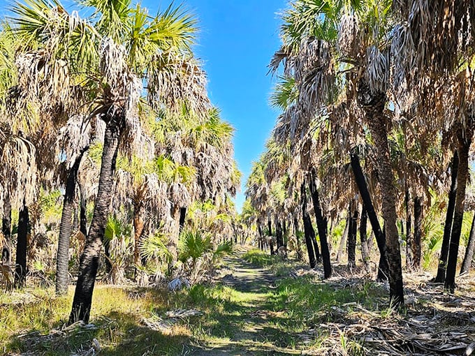 A natural cathedral of palm trees creates a shaded pathway through Egmont Key's interior, nature's own architectural masterpiece.