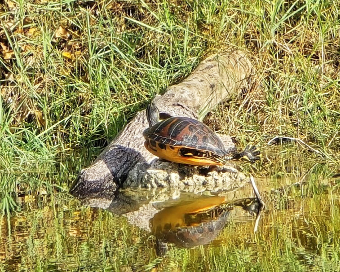 Florida's version of wildlife paparazzi &ndash; this sunbathing reptile clearly doesn't mind being the star of vacation photos.