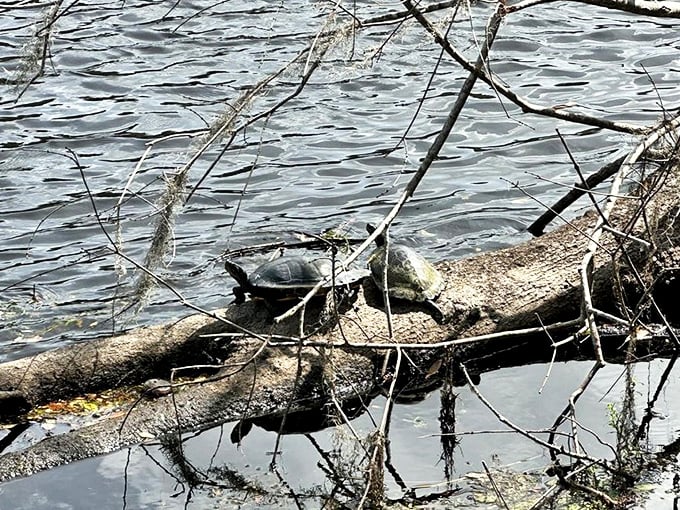 Turtle sunbathing club in session! These local residents know the best spots for catching rays along the spring.