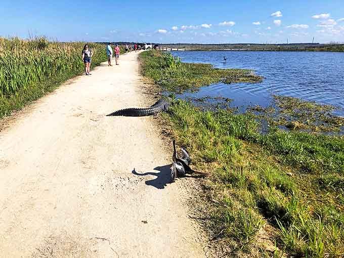 The mist garden creates an ethereal playground where kids dash through clouds, momentarily escaping Florida's relentless summer heat.
