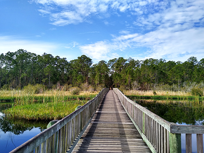 This wooden boardwalk offers front-row seats to wetland wildlife drama, where patience rewards visitors with glimpses of Florida's secretive creatures.