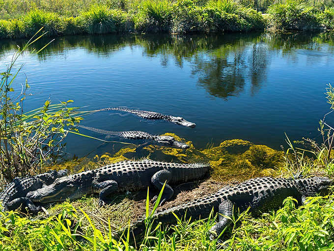 Alligators bask along Everglades waterways, prehistoric residents of America's most famous wetland wilderness.
