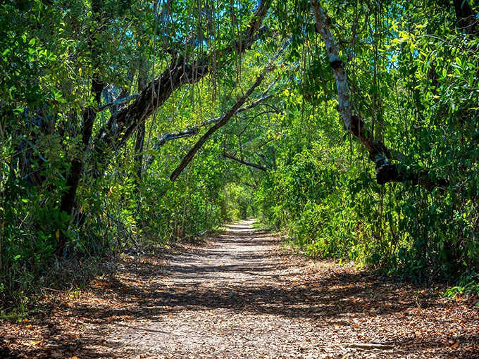 The Everglades' famous "river of grass" stretches to the horizon, creating a unique ecosystem unlike anywhere else on Earth.