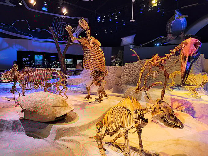 Prehistoric giants come to life in the Florida Museum of Natural History's fossil exhibits, where ancient Florida reveals its secrets.
