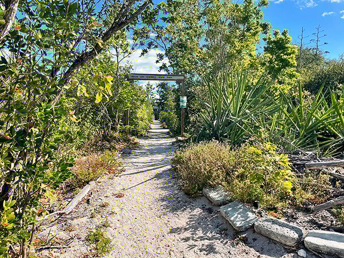 Stone foundations peek through tropical vegetation on Indian Key, ghostly outlines of a once-thriving community lost to time and conflict.
