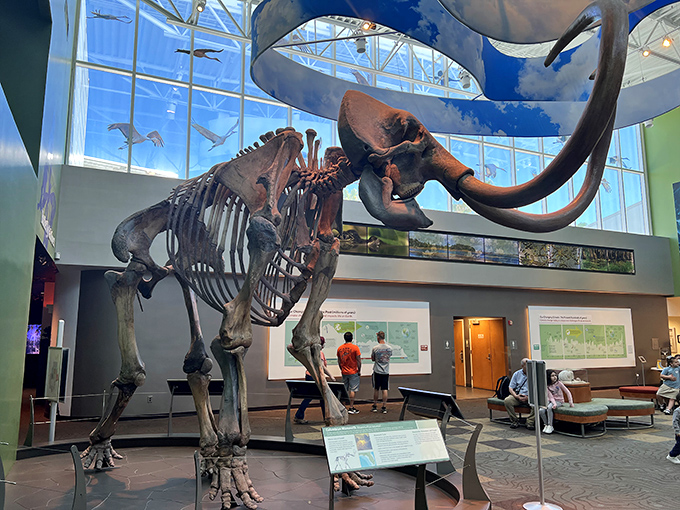 The towering mammoth skeleton dominates the Florida Museum of Natural History, giving visitors perspective on Florida's ice age inhabitants.