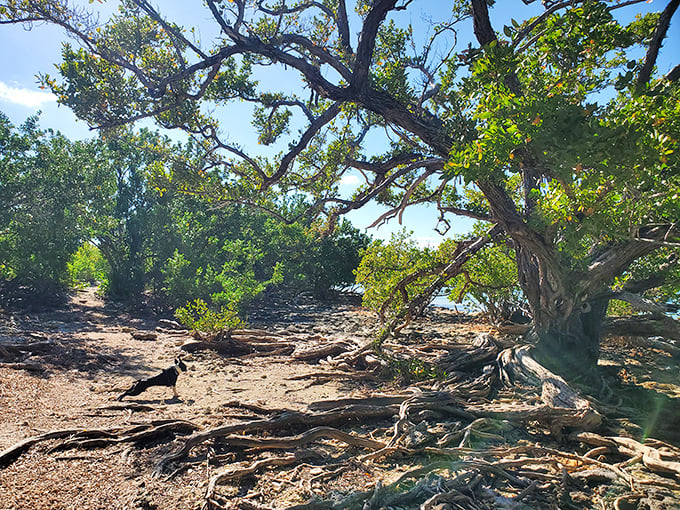 Crystal-clear waters surround this abandoned island town, where adventurous kayakers discover Florida history hidden in plain sight.
