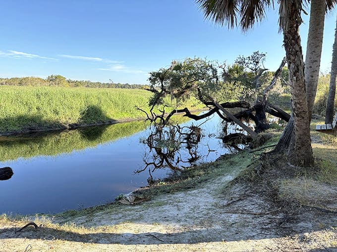 Gnarled oak branches frame a peaceful scene where nature has been doing its thing for thousands of years.