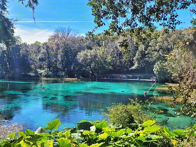 The impossibly clear blue-green waters of Rainbow Springs create a tropical paradise setting for the park's picturesque cascades.