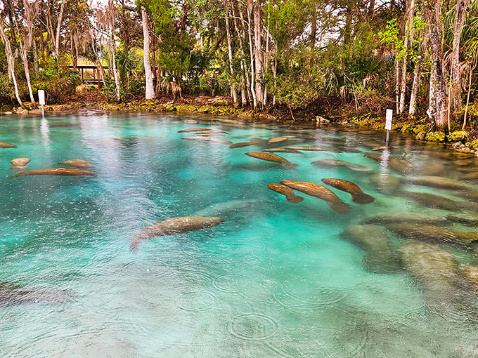 Gentle manatees glide through the crystal waters of Three Sisters Springs, their peaceful presence creating an almost magical underwater experience.