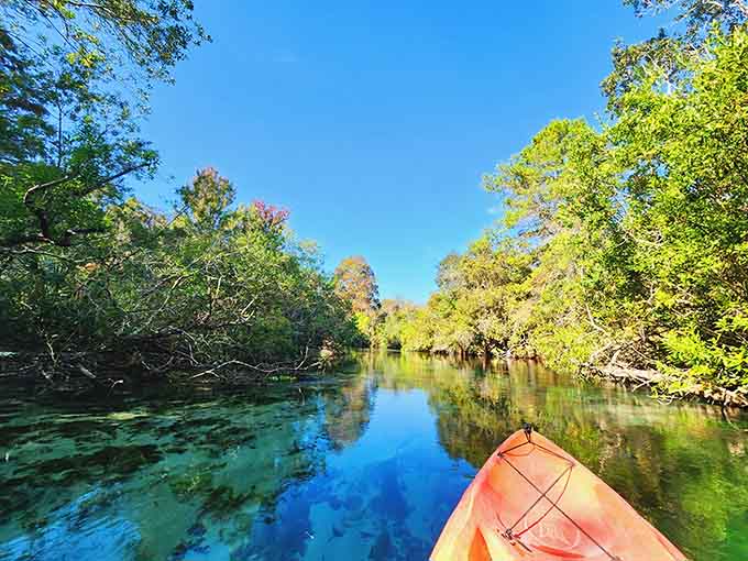 The spring-fed river winds through natural Florida, where the water stays perfectly clear year-round.