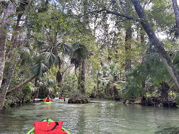 The river highway: where traffic jams involve waiting for turtles to cross and the only honking comes from herons.
