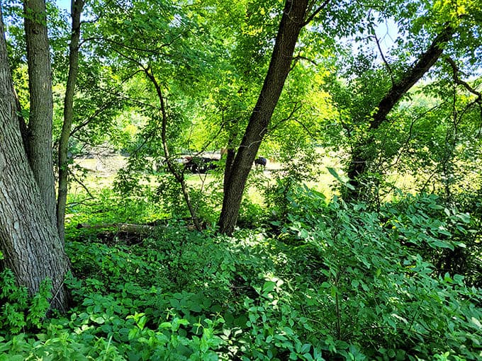 Lush greenery frames the path like nature's own interior decorator decided to show off a little with the landscaping choices.