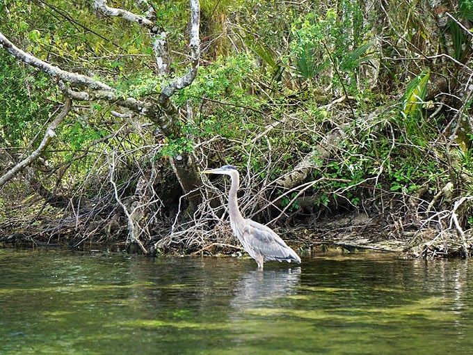 A Great Blue Heron stands in meditative stillness, the feathered philosopher of the wetlands patiently hunting while adding elegance to the wild landscape.