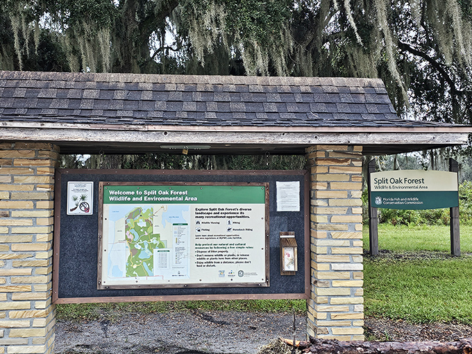 The information kiosk provides trail maps and ecological insights, though the real education happens when you step beyond it into the forest.