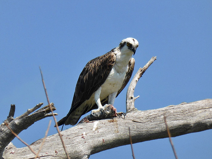 Sea hawk: Nature's perfect predator surveys its domain, perched majestically above waters teeming with potential meals.