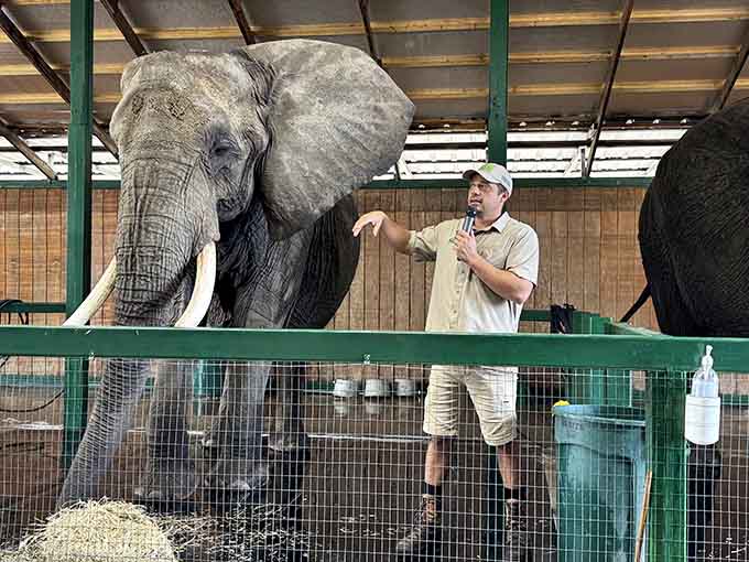 Knowledgeable staff share their passion for elephant welfare during interactive sessions, answering questions and revealing the distinct personalities of each resident elephant.