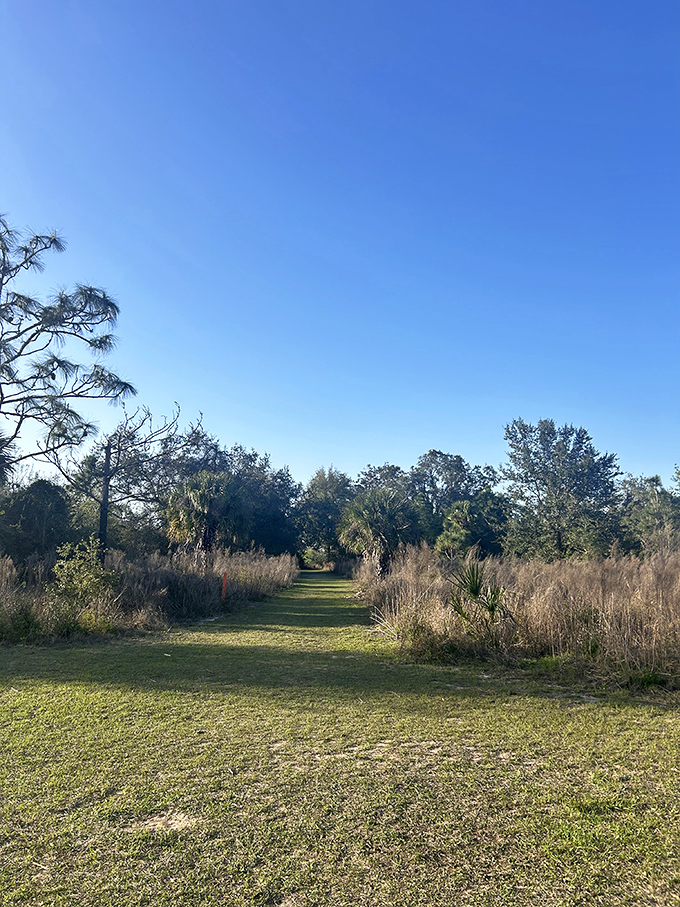 Summer at Hidden Waters brings golden light filtering through saw palmettos, creating nature's own Instagram filter that no app can replicate.
