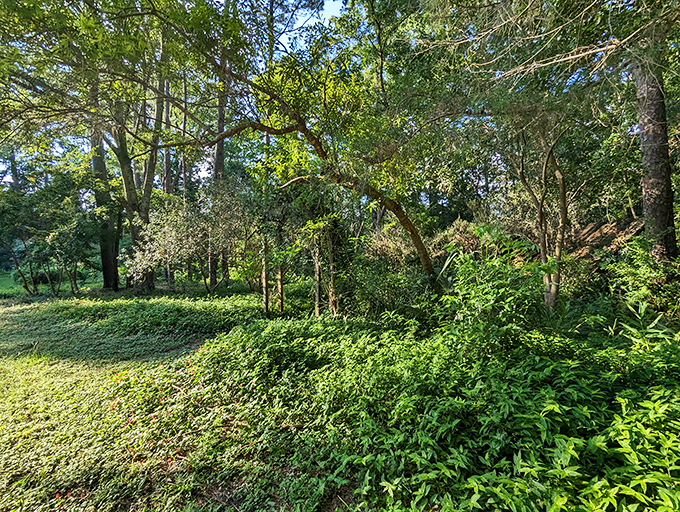 Summer at Lichgate brings a green intensity that makes you wonder if the plants are secretly competing in some chlorophyll Olympics.