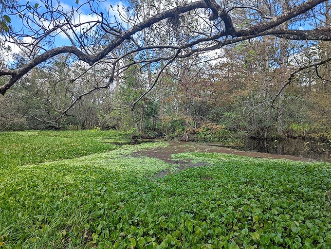 A verdant carpet of swamp vegetation spreads across the water's surface, nature's patchwork quilt stitched with countless shades of green.