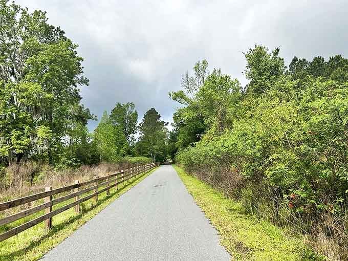 8. trees along the These towering trees create a natural cathedral that makes you want to whisper, or at least stop complaining about that slight uphill section you just conquered.trail