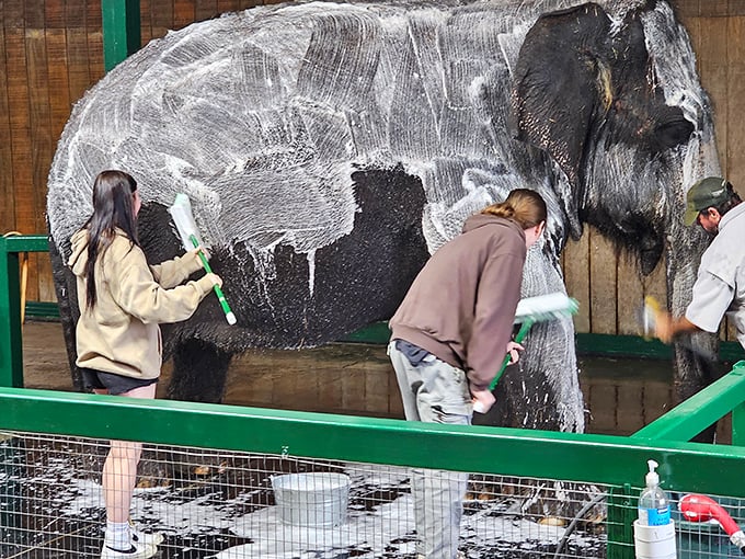 Bath time bonanza! Volunteers armed with brushes help give this happy elephant the spa treatment of a lifetime.