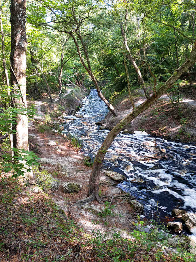 The creek's journey continues beyond the falls, carving its patient path through limestone on its way to join the mighty Suwannee.