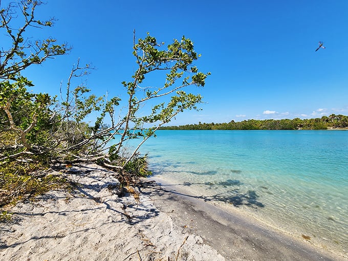 Hidden paradise: Mangroves embrace the crystalline waters, creating a secret world where land and sea dance together.