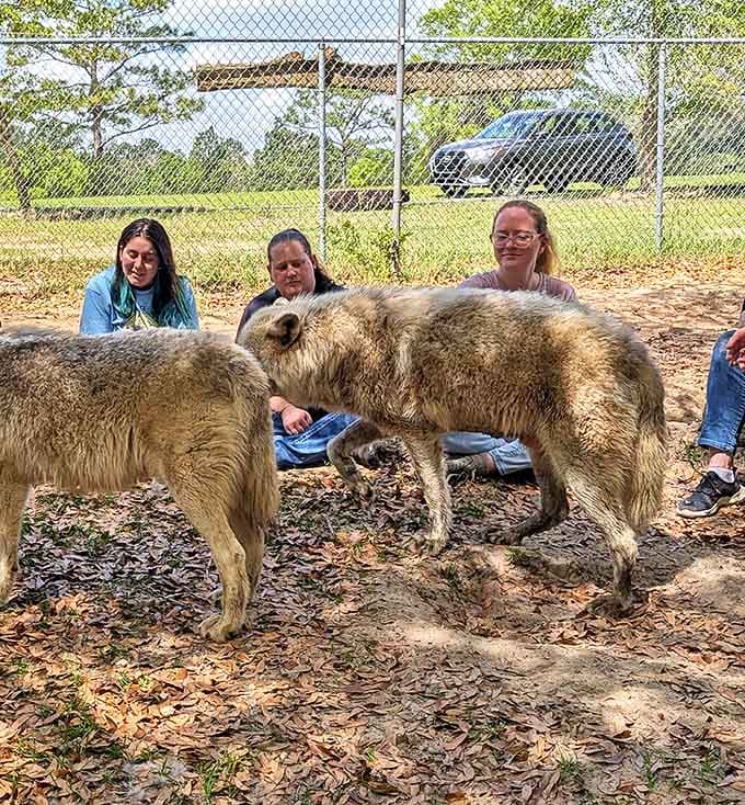 Wolves interact gently with visitors under careful supervision, breaking down centuries of misunderstanding one encounter at a time.