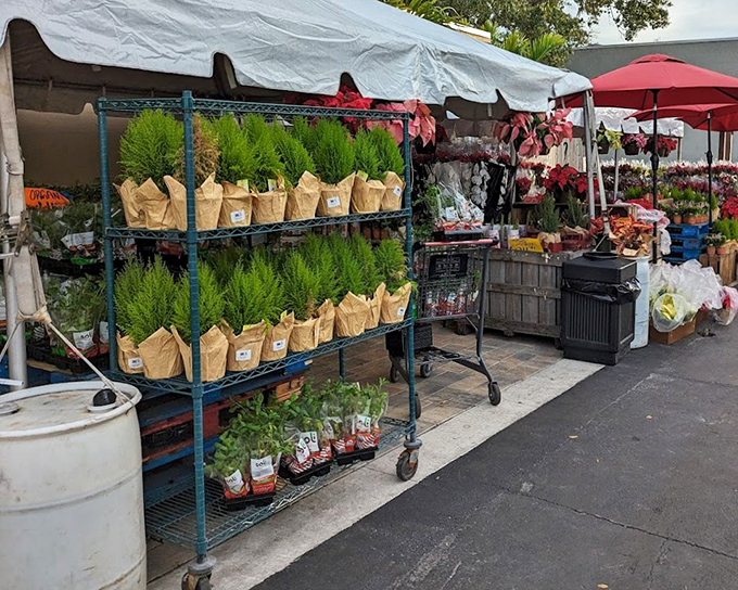 Outdoor shopping: Where potted plants and seasonal blooms create a garden center experience that makes your patio jealous in advance.