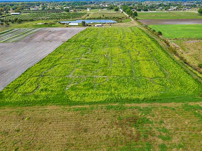 Rows upon rows of sunshine captured in flower form, stretching toward the horizon like nature decided to paint the landscape in her happiest color.