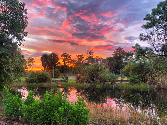 Nature's own light show outperforms any man-made spectacle as sunset paints the swamp in impossible colors.