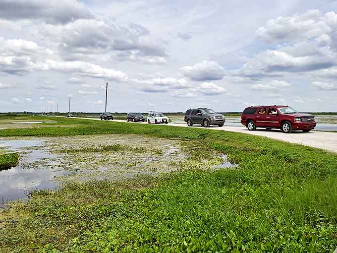 The slowest parade in Florida – vehicles crawling along at gator-approved speeds while nature puts on a show.