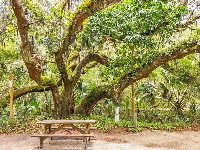 A picnic table beneath a massive oak tree at Anastasia State Park, showcasing the natural beauty of this coastal camping area.